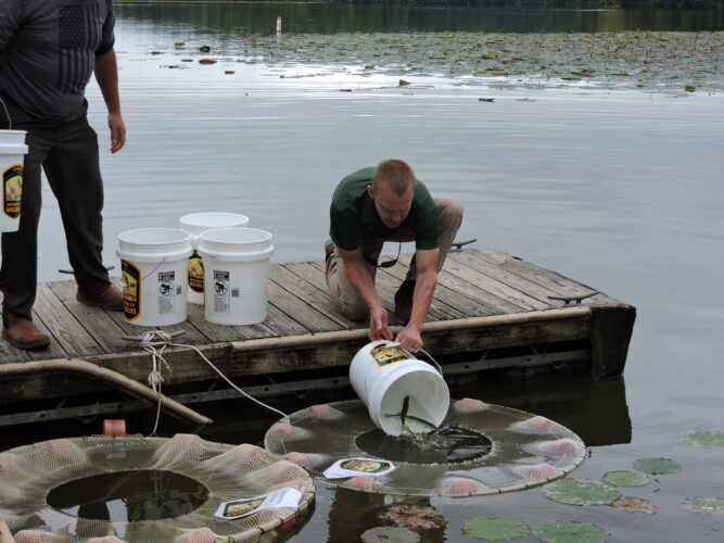 ODNR stocks trophy fish in Piedmont Lake | News, Sports, Jobs - The ...